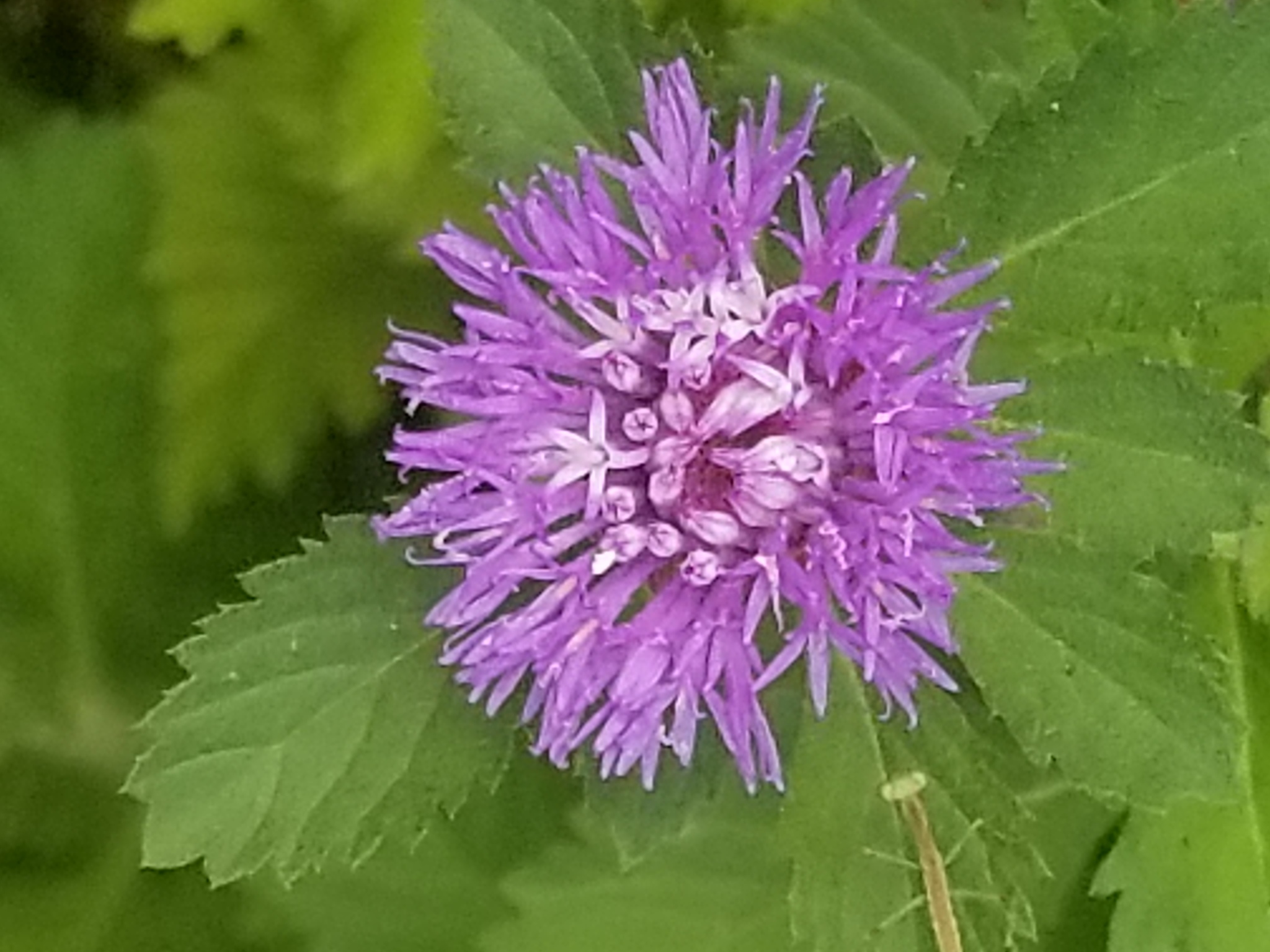 Centratherum punctatum - KnowYourWeeds