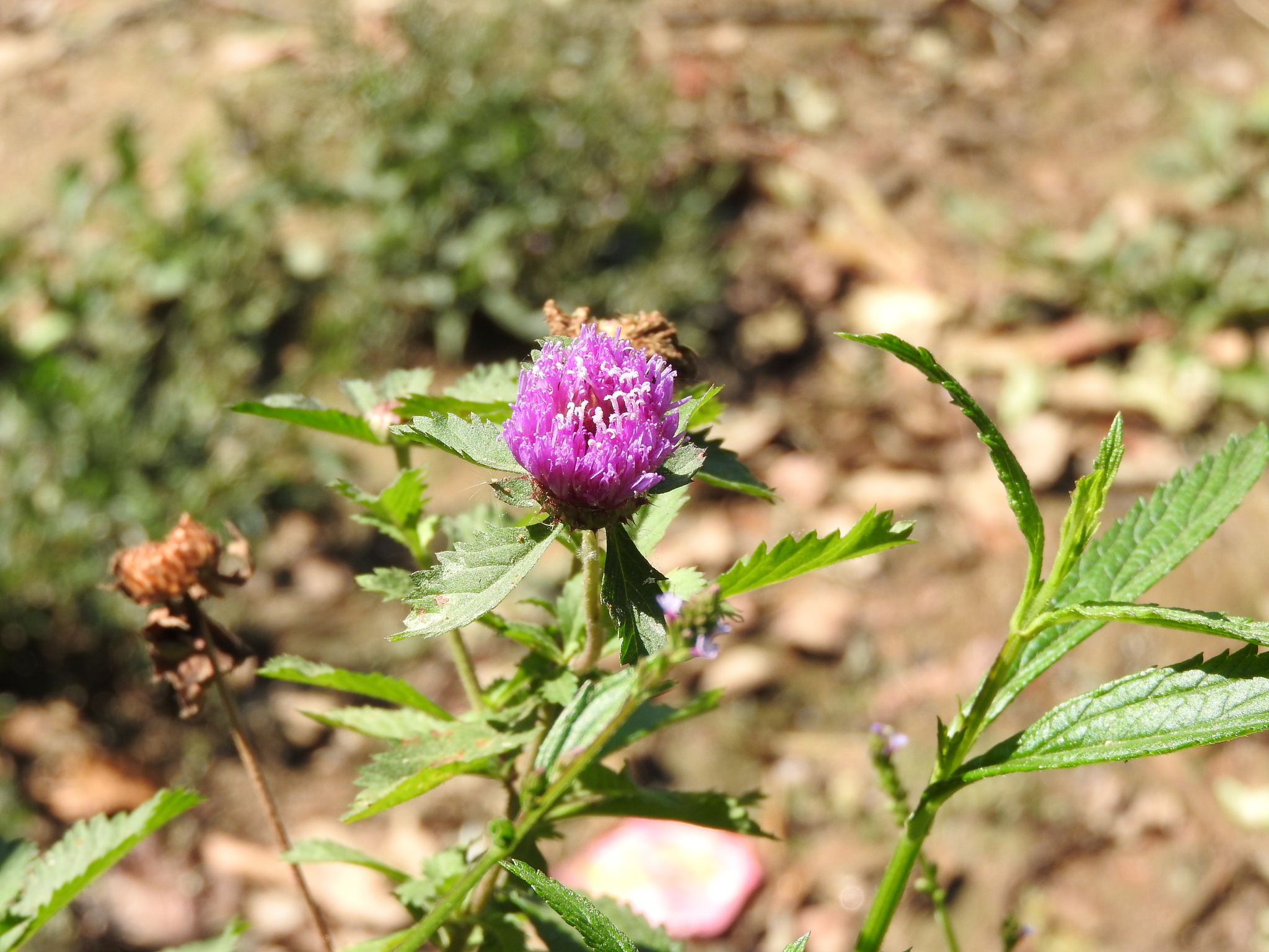Centratherum punctatum - KnowYourWeeds