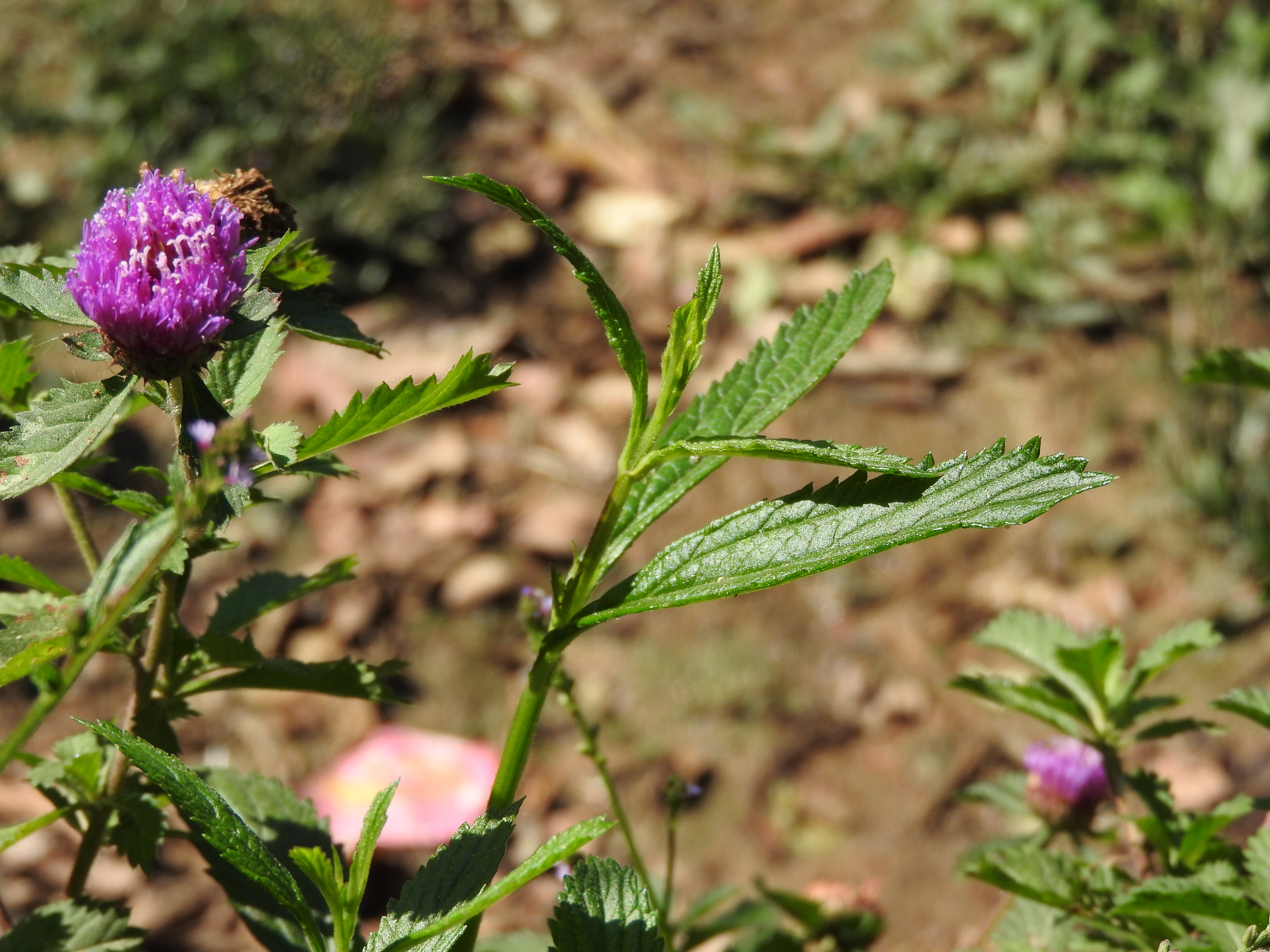 Centratherum punctatum - KnowYourWeeds