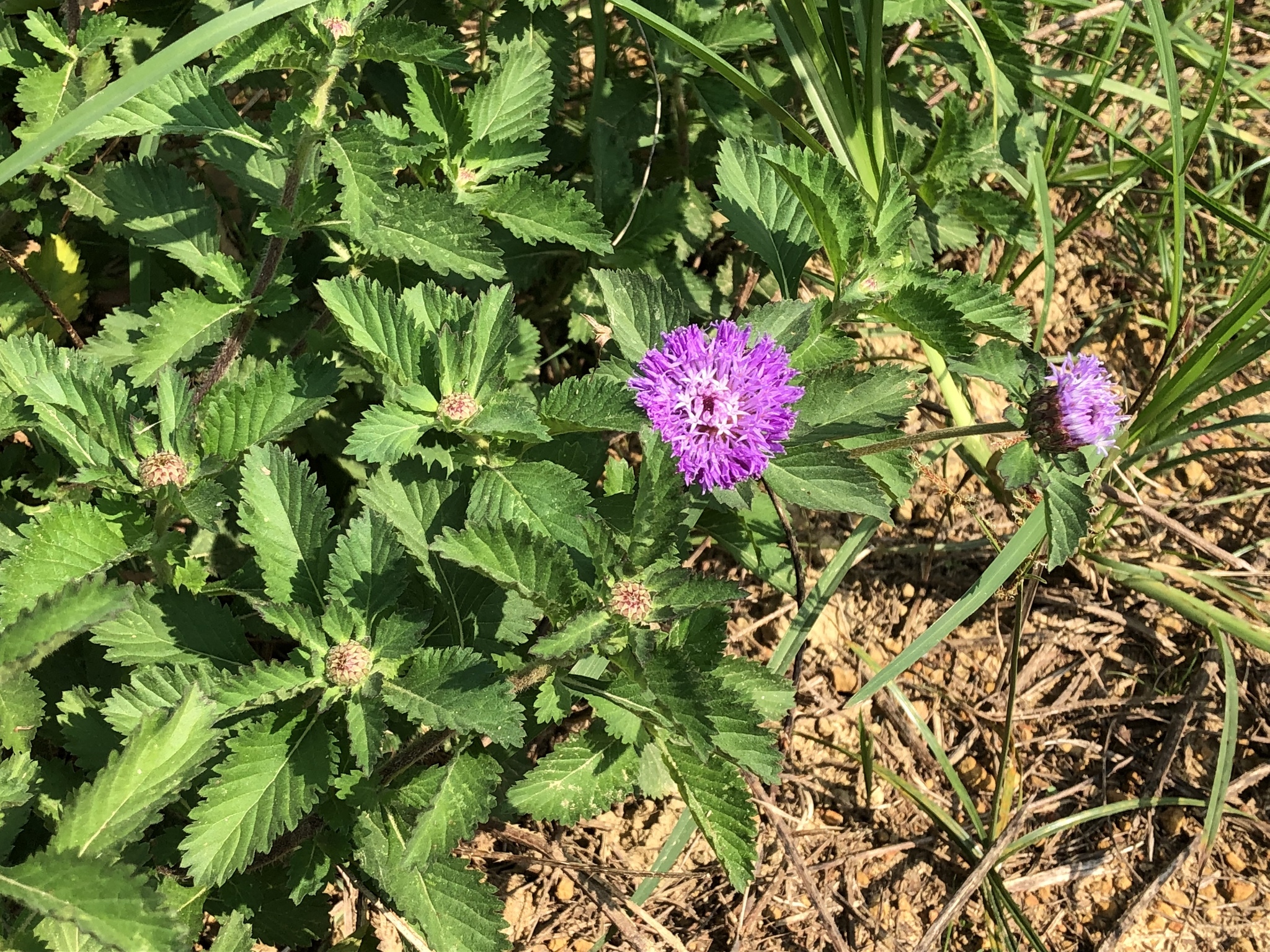 Centratherum punctatum - KnowYourWeeds