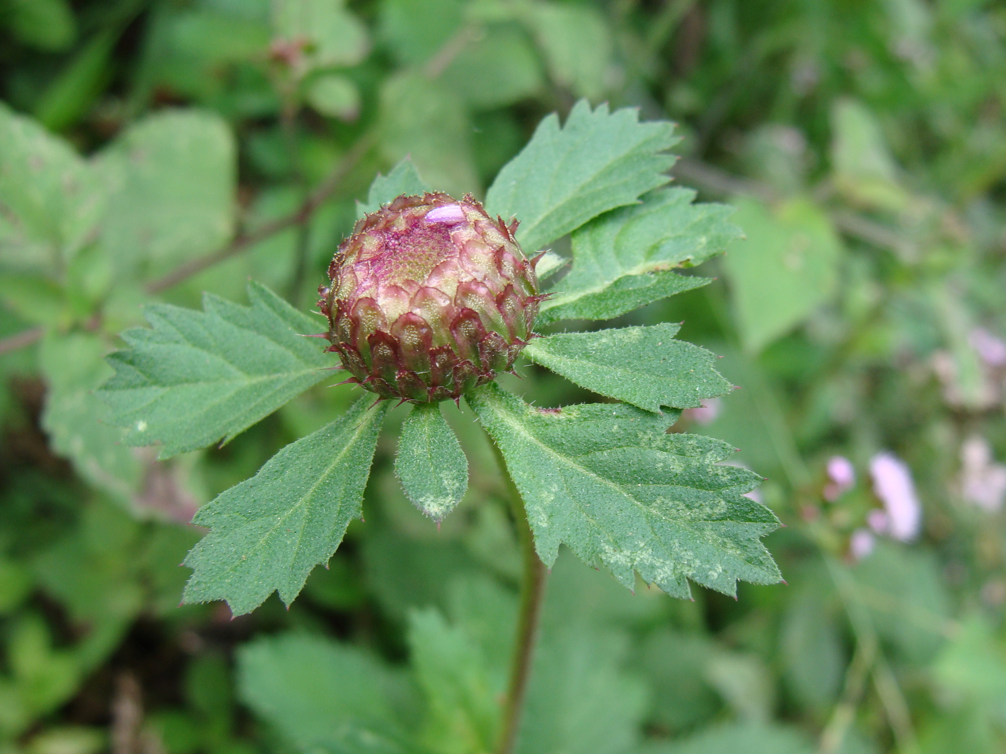 Centratherum punctatum - KnowYourWeeds