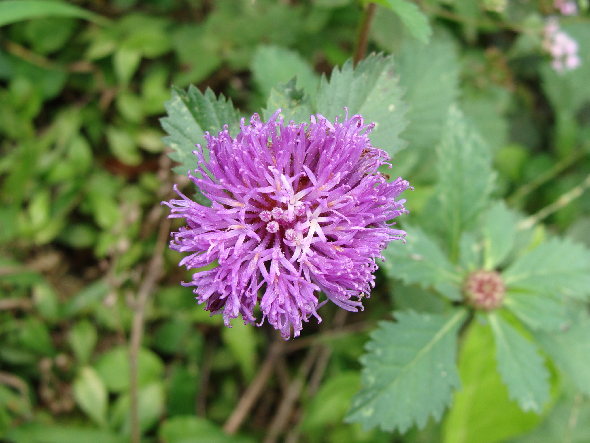 Centratherum punctatum - KnowYourWeeds