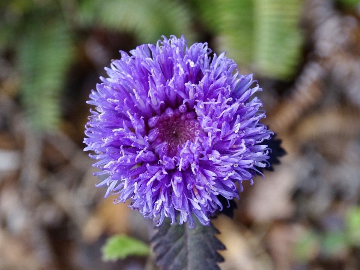 Centratherum punctatum - KnowYourWeeds