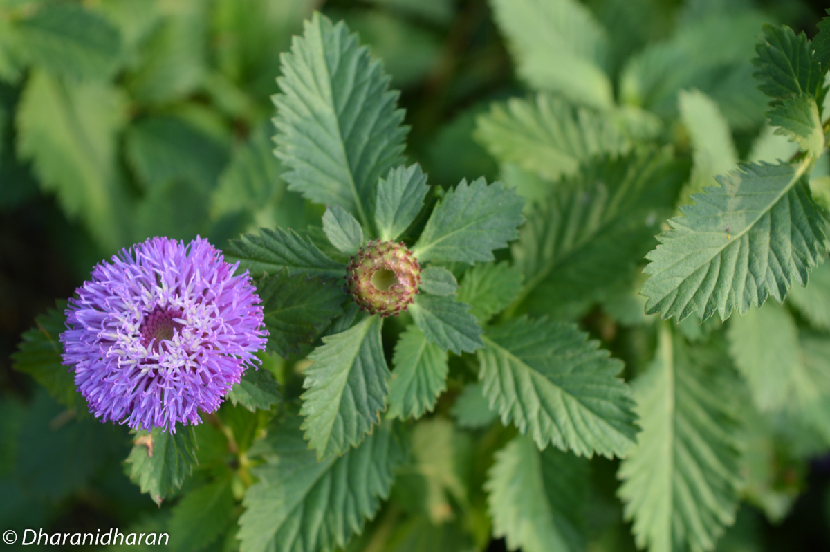 Centratherum punctatum - KnowYourWeeds
