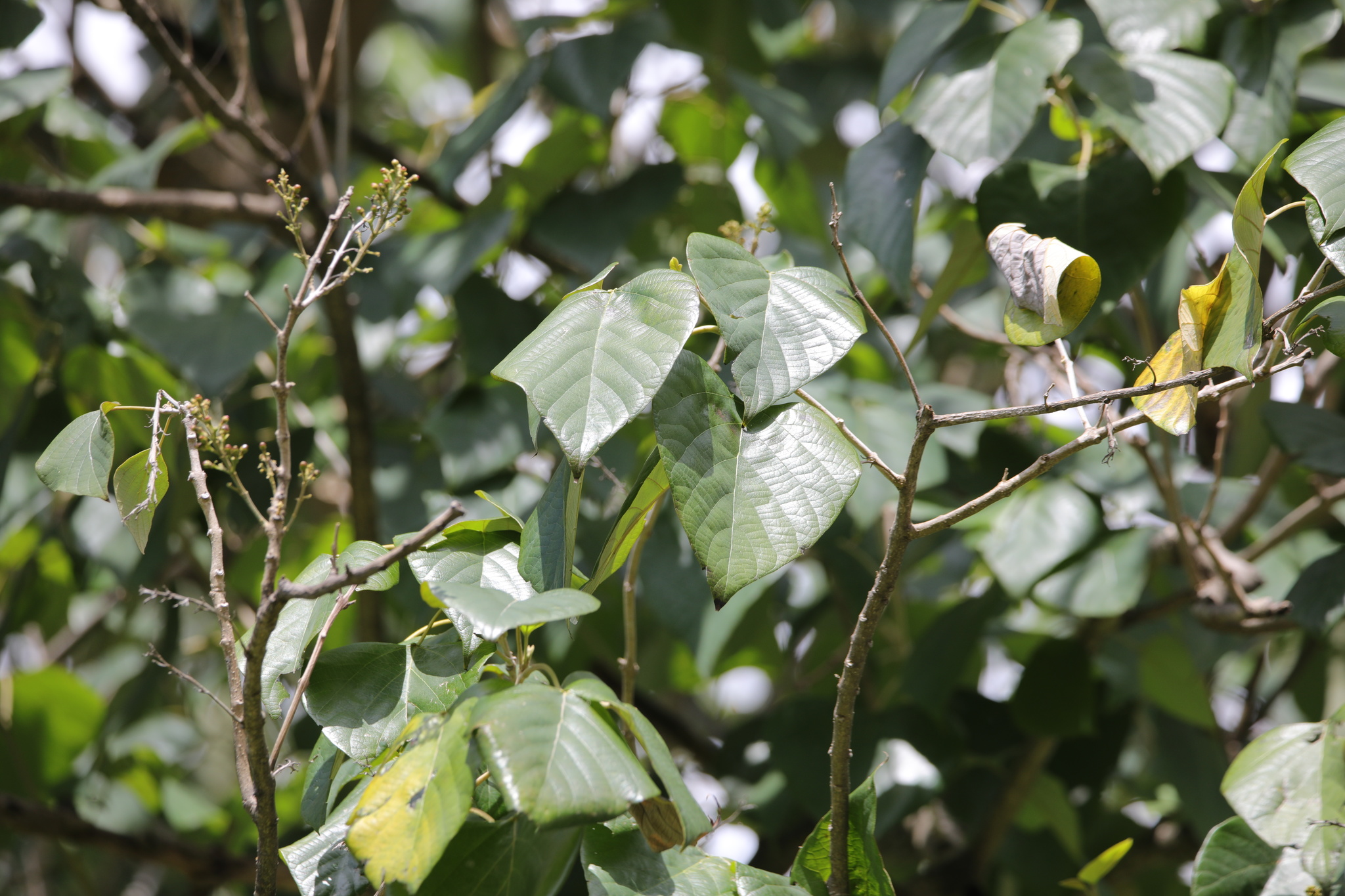 Gmelina arborea - KnowYourWeeds