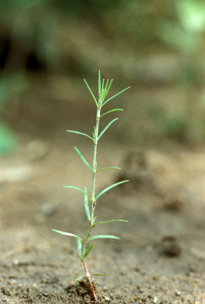 Polycarpaea corymbosa - KnowYourWeeds