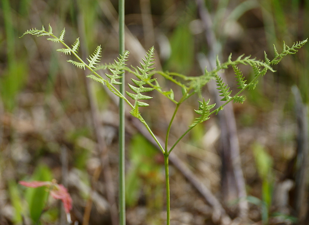 Pteridium aquilinum - KnowYourWeeds