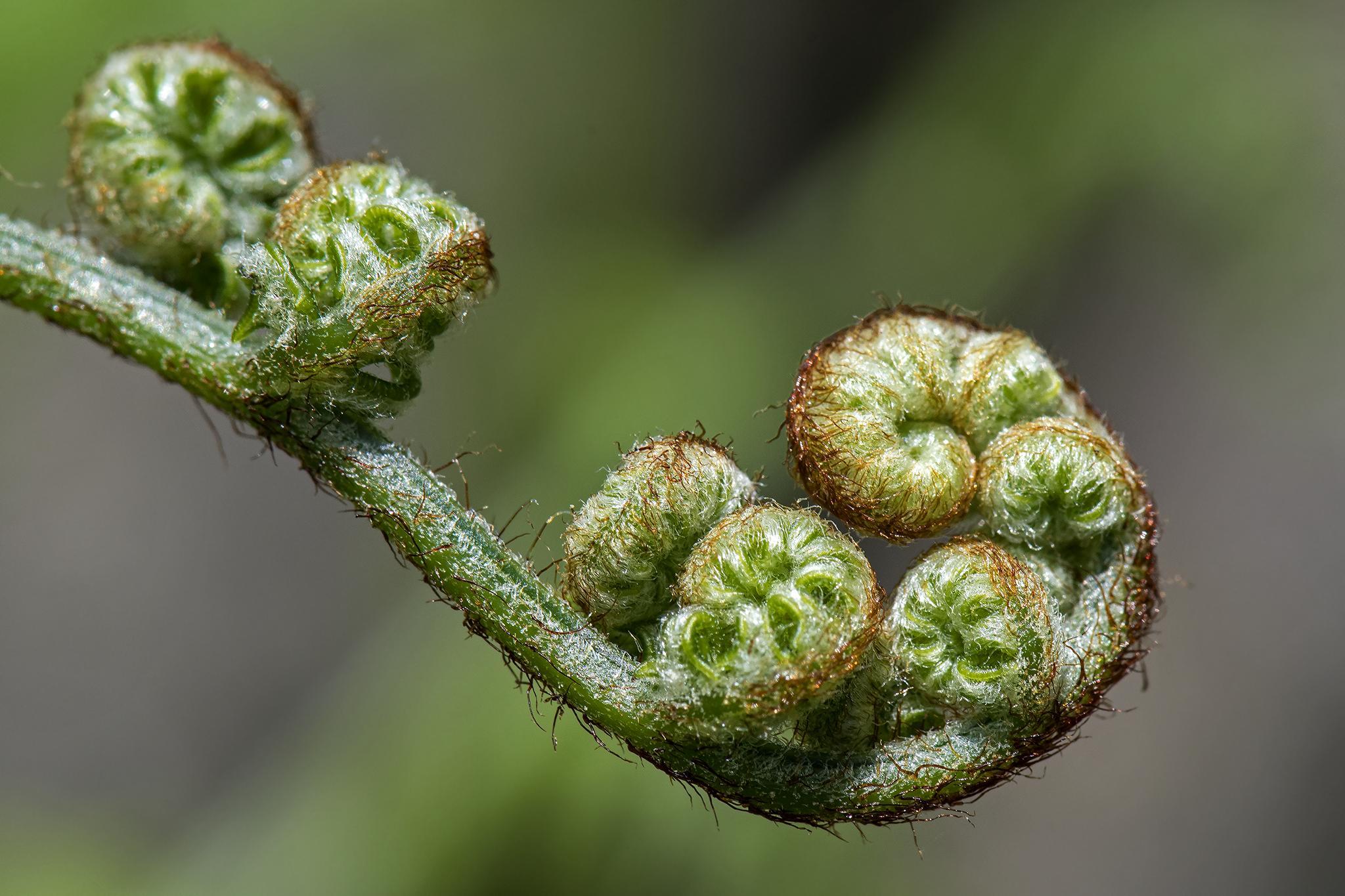 Pteridium aquilinum - KnowYourWeeds