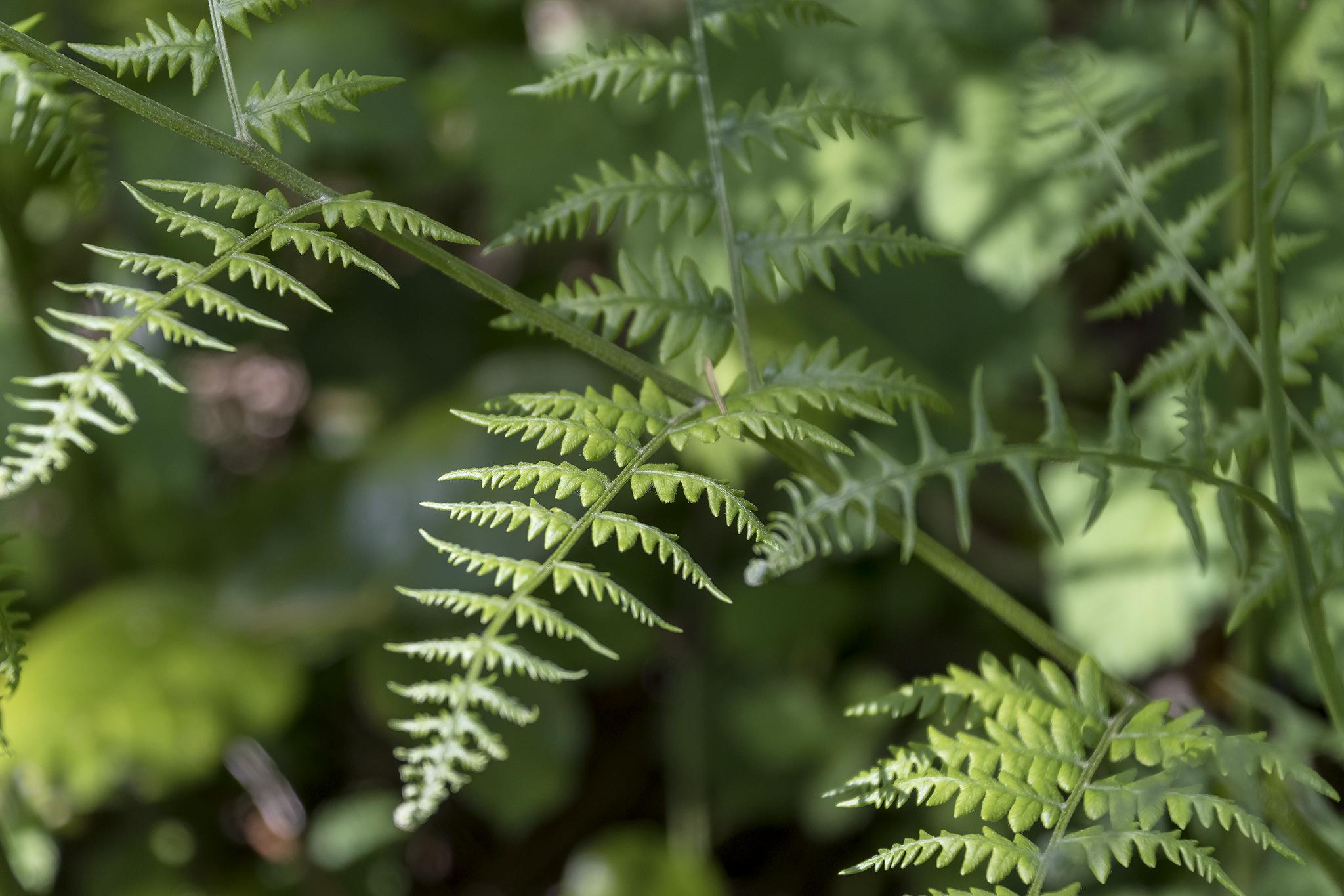 Pteridium aquilinum - KnowYourWeeds