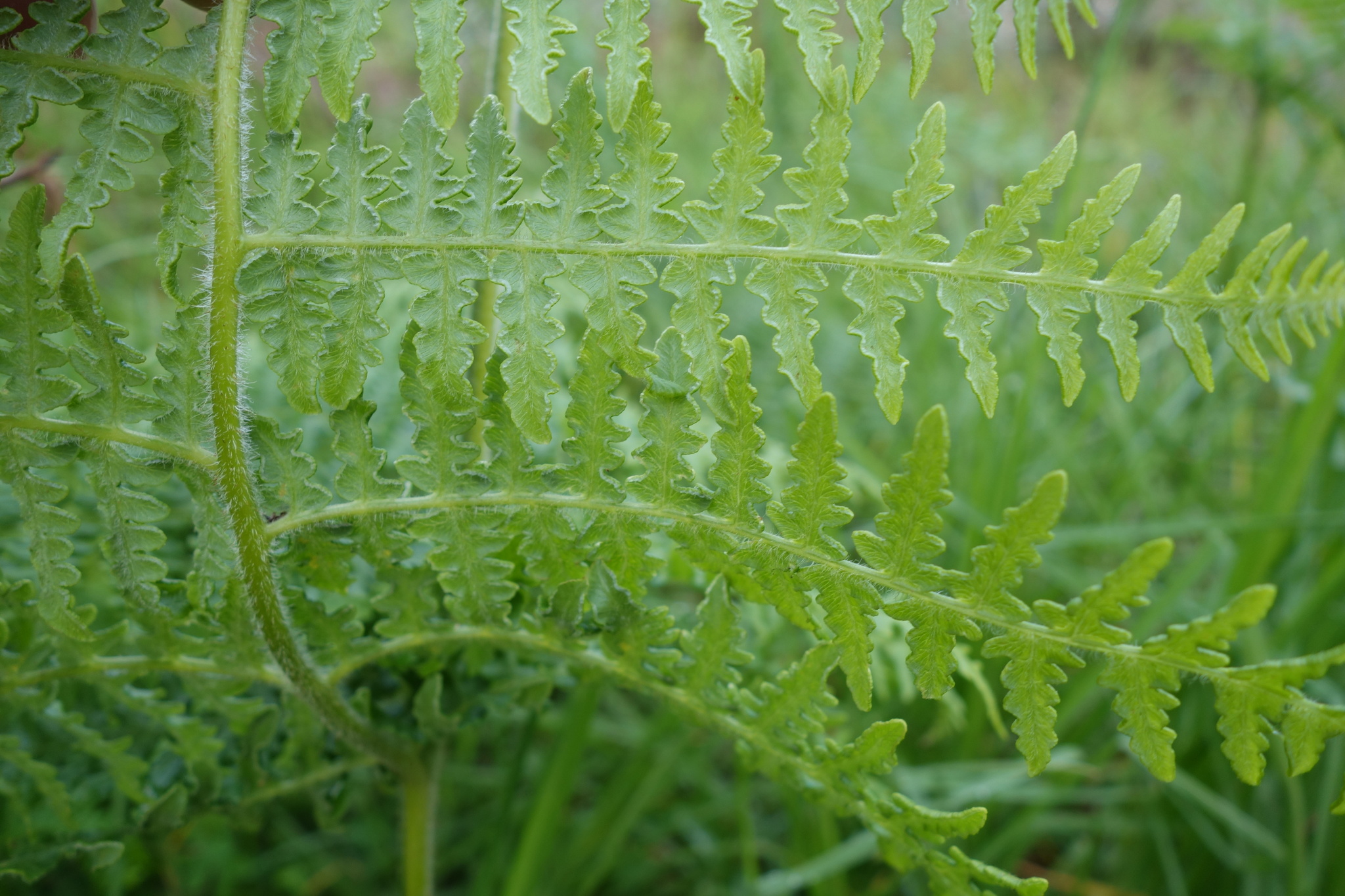Pteridium aquilinum - KnowYourWeeds