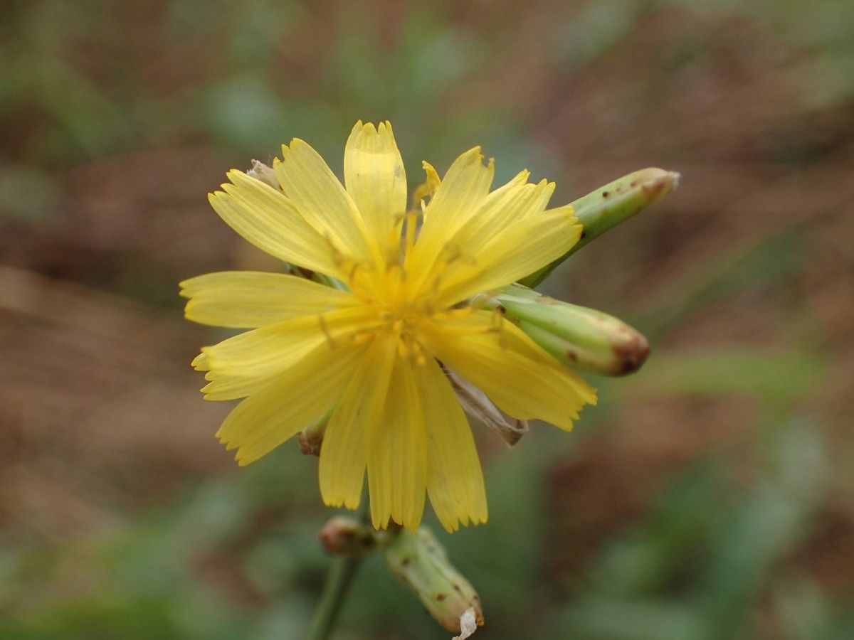 Launaea taraxacifolia - KnowYourWeeds