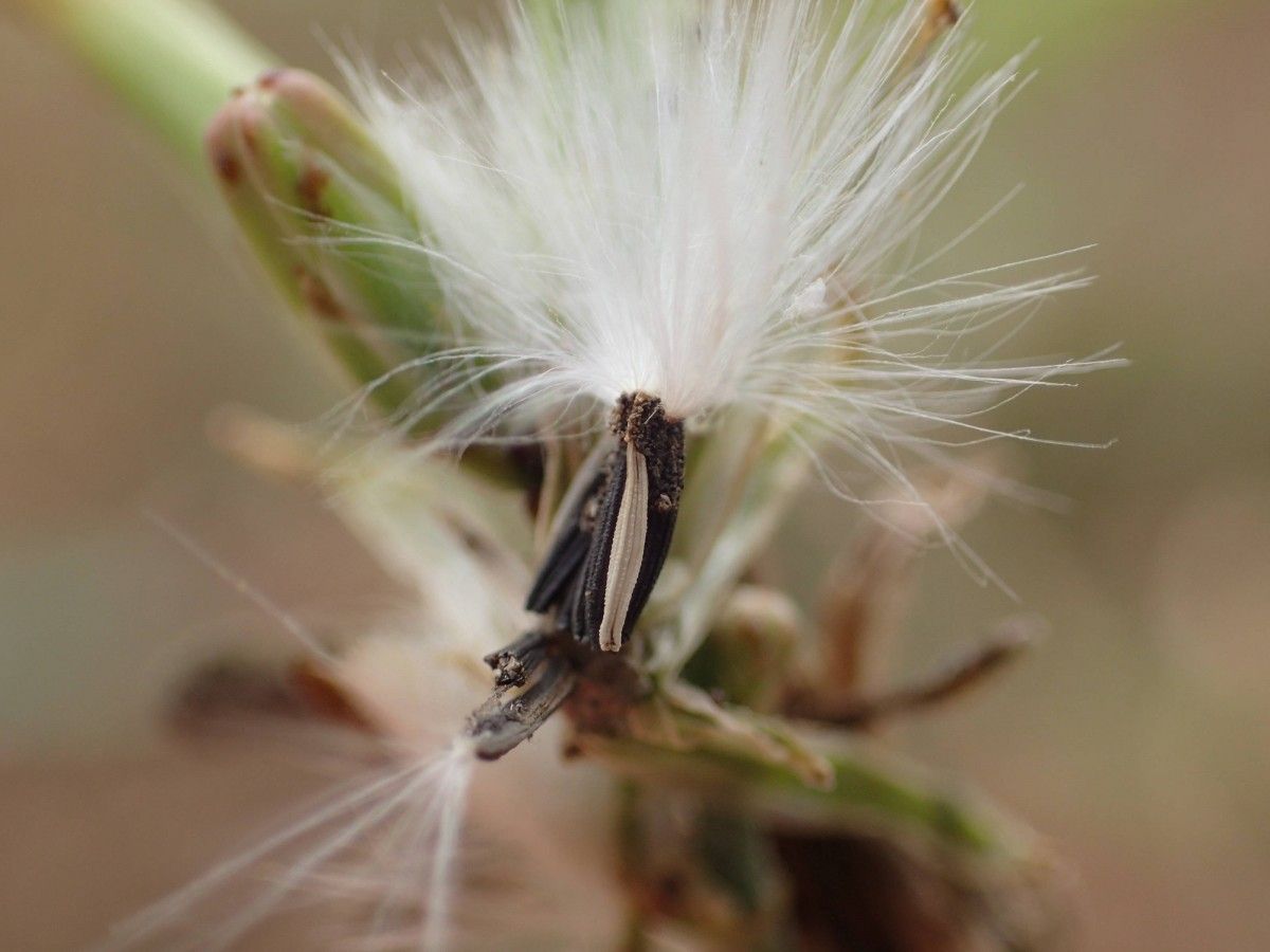 Launaea taraxacifolia - KnowYourWeeds