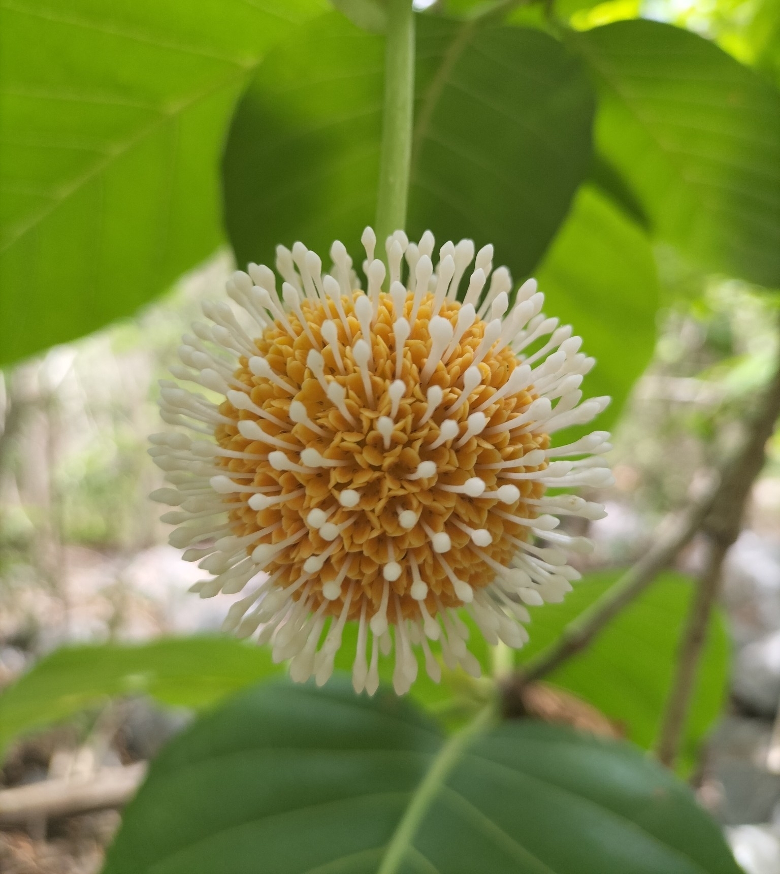 Nauclea orientalis - KnowYourWeeds