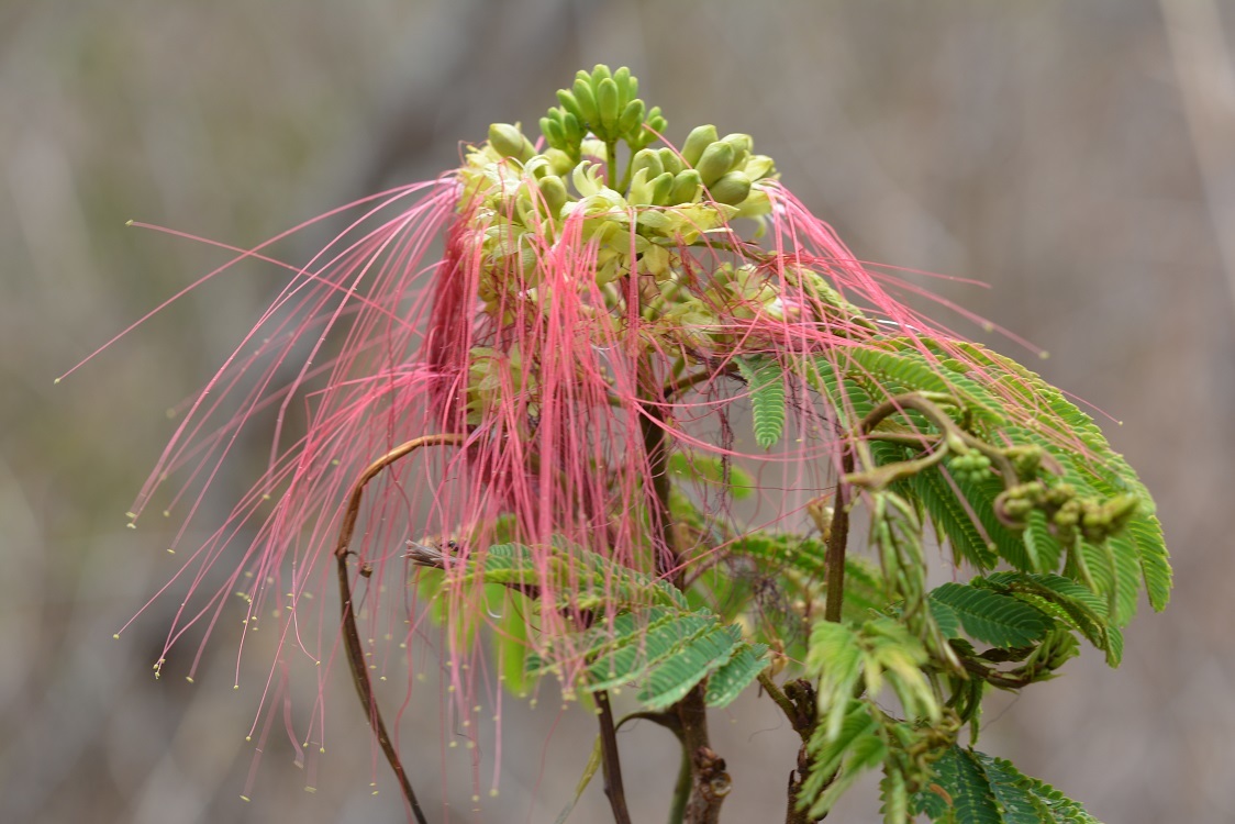 Calliandra Houstoniana