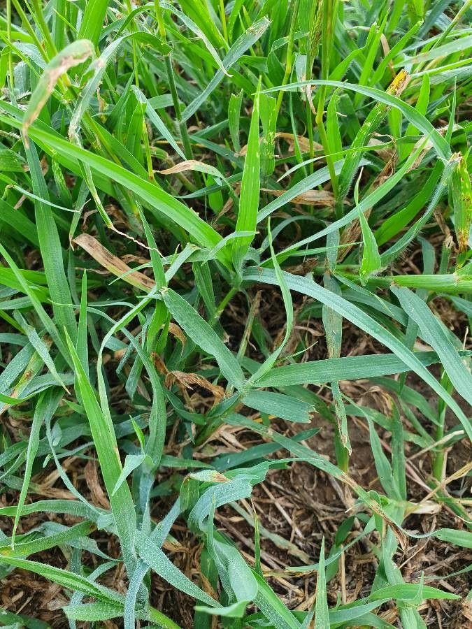 Cynodon plectostachyus - KnowYourWeeds