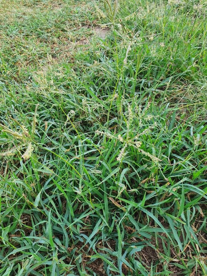 Cynodon plectostachyus - KnowYourWeeds
