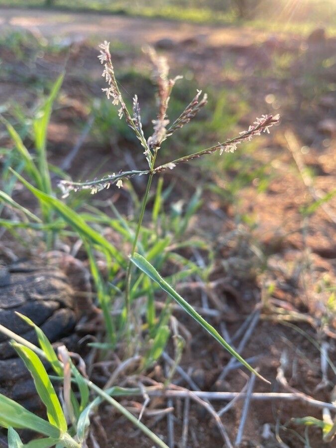 Cynodon plectostachyus - KnowYourWeeds