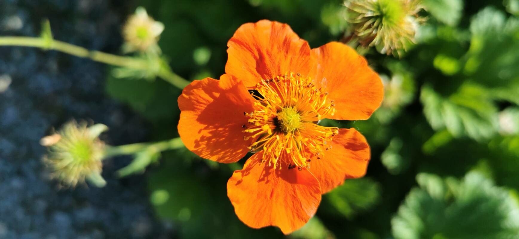 Geum coccineum - KnowYourWeeds