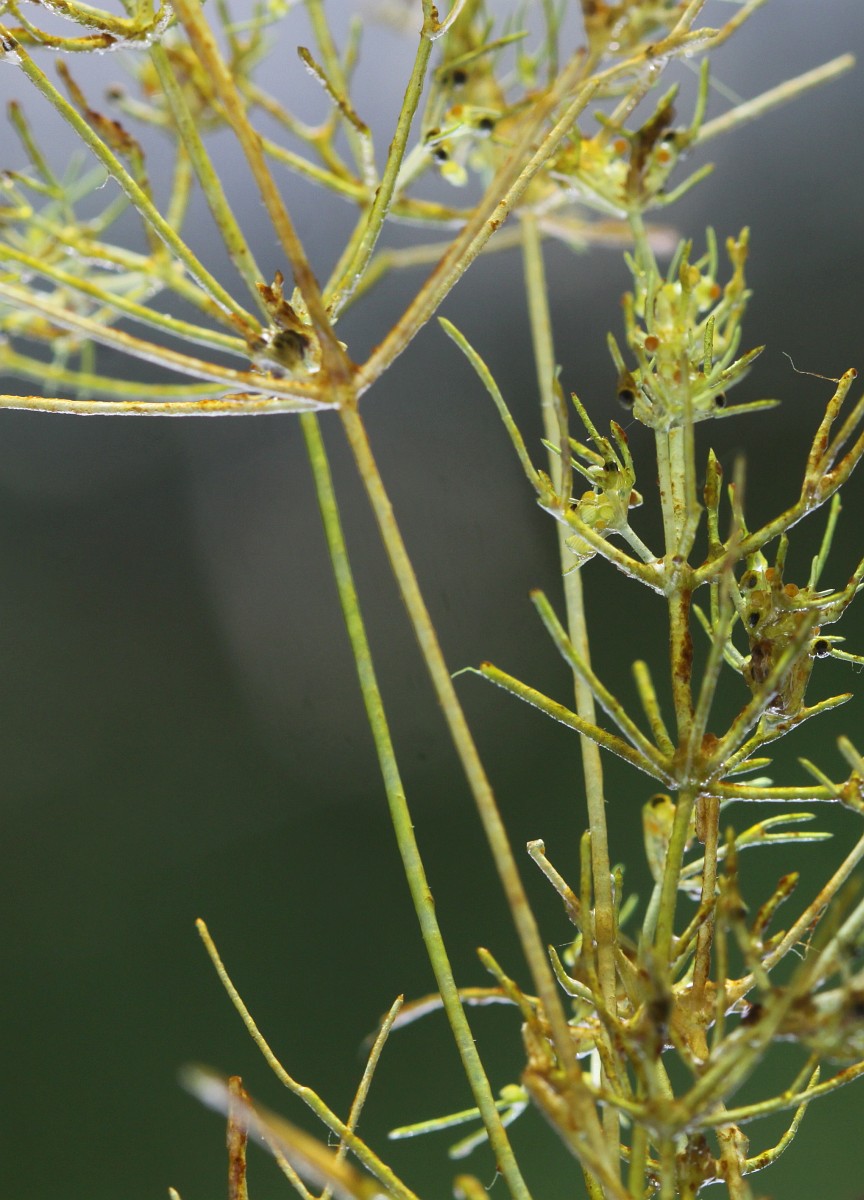 Nitella SPECIES - KnowYourWeeds