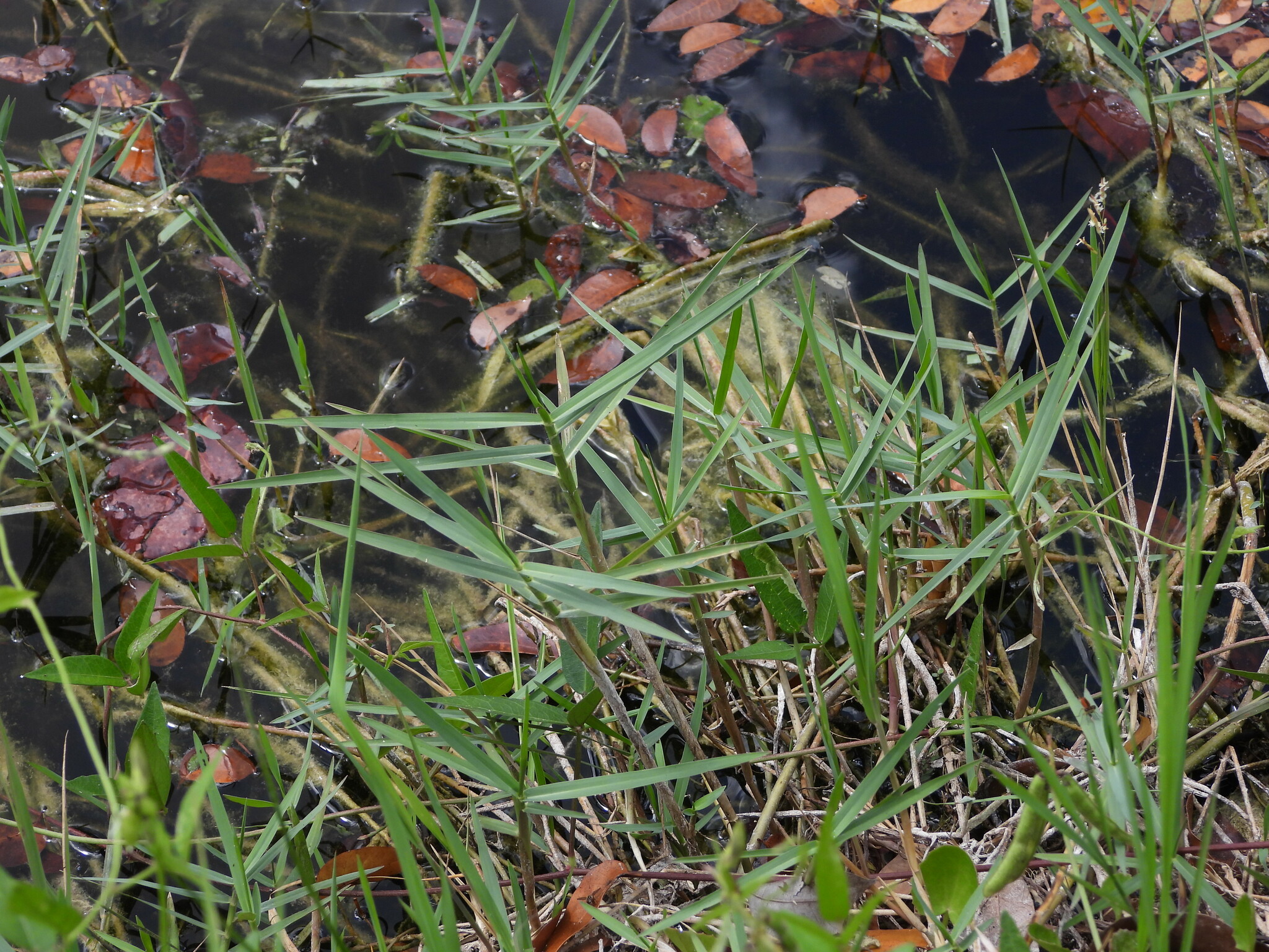 Panicum repens - KnowYourWeeds