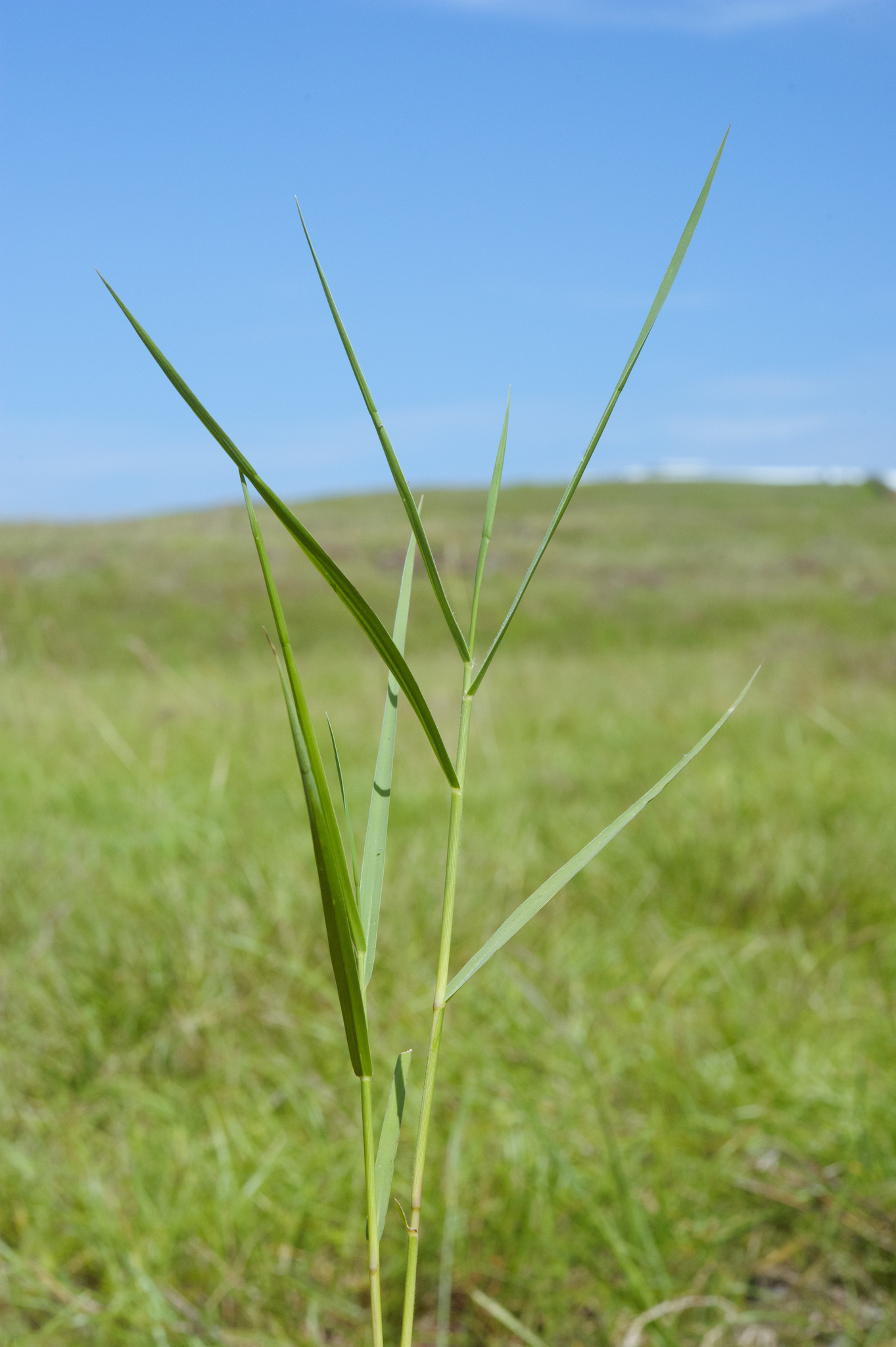 Panicum repens - KnowYourWeeds