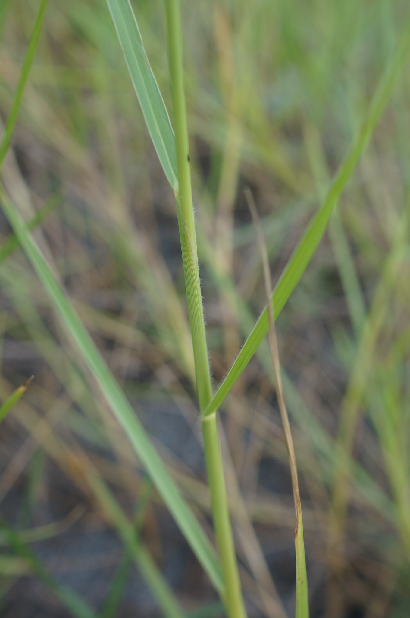 Panicum repens - KnowYourWeeds