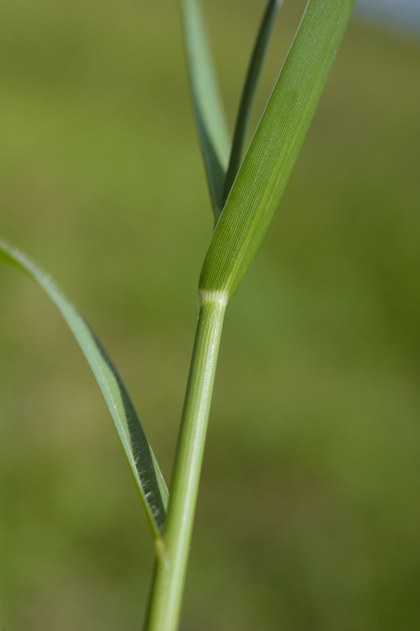 Panicum repens - KnowYourWeeds