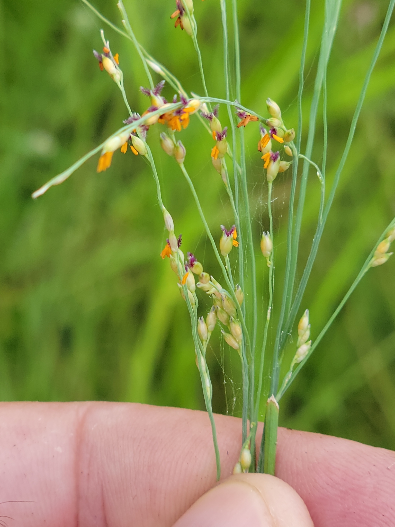 Panicum repens - KnowYourWeeds