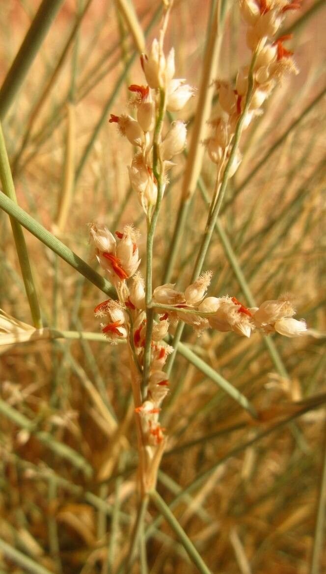 Panicum turgidum - KnowYourWeeds