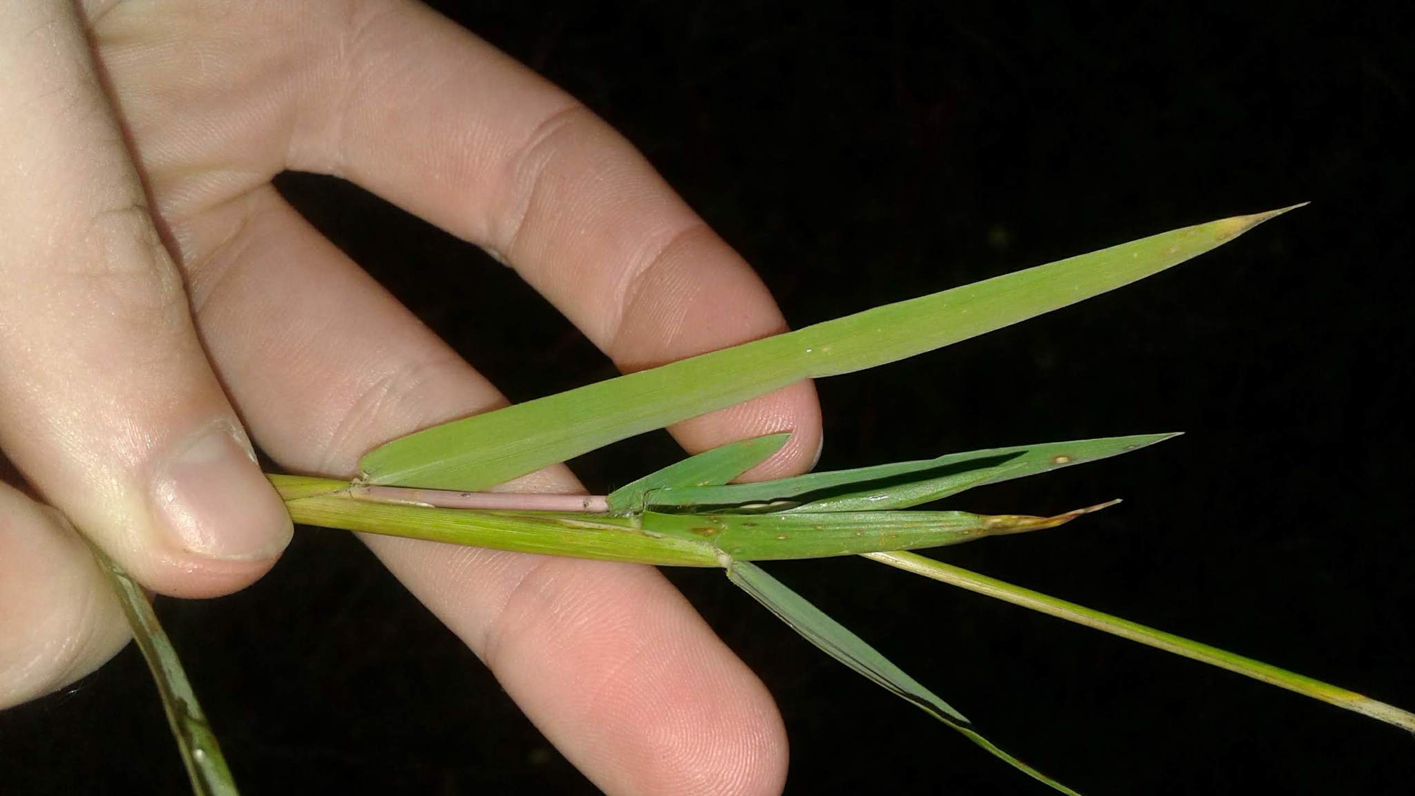 Paspalum vaginatum - KnowYourWeeds