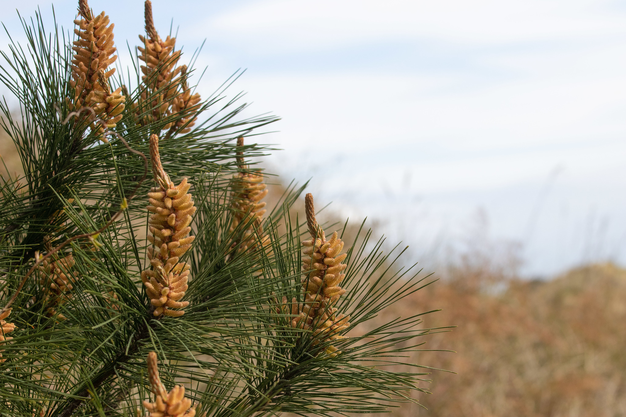 Pinus radiata - KnowYourWeeds