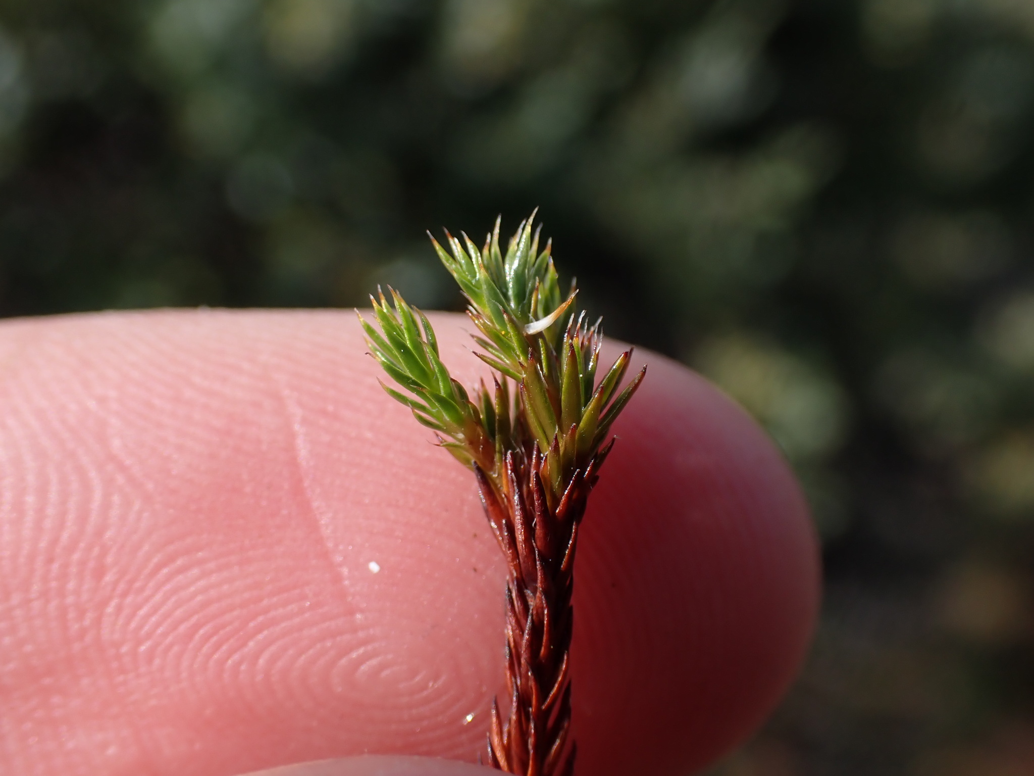 Polytrichum hyperboreum - KnowYourWeeds
