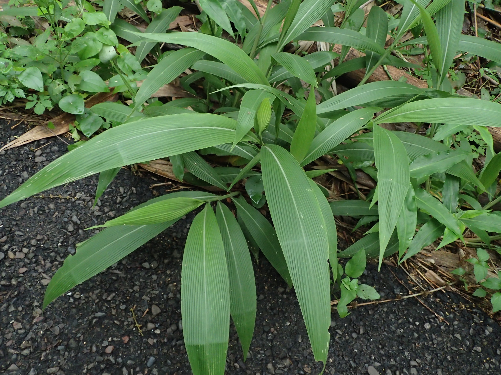 Setaria palmifolia - KnowYourWeeds