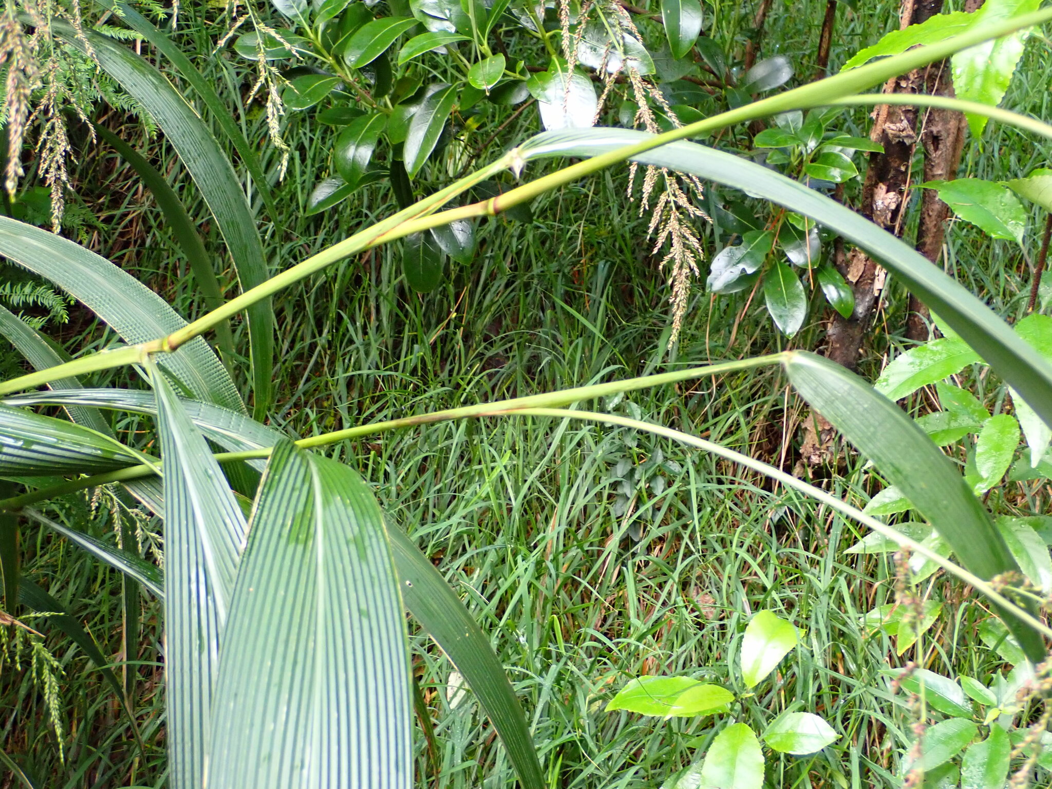 Setaria palmifolia - KnowYourWeeds