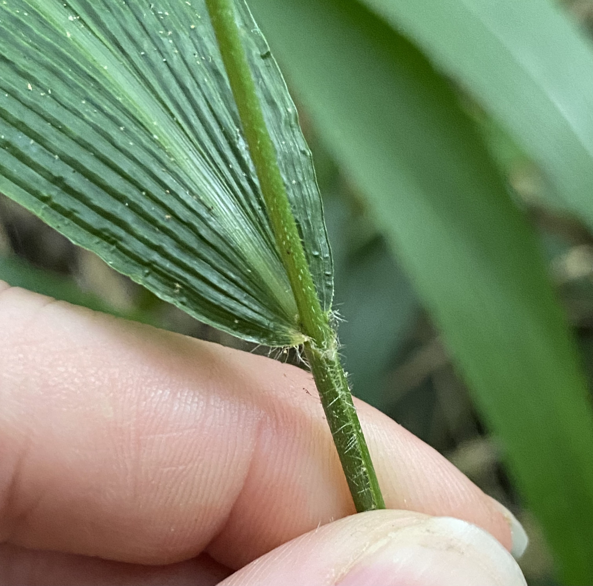 Setaria palmifolia - KnowYourWeeds