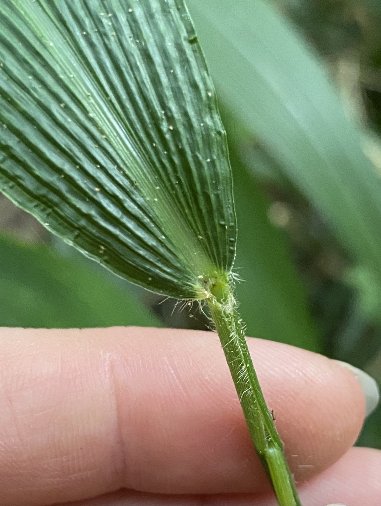 Setaria palmifolia - KnowYourWeeds