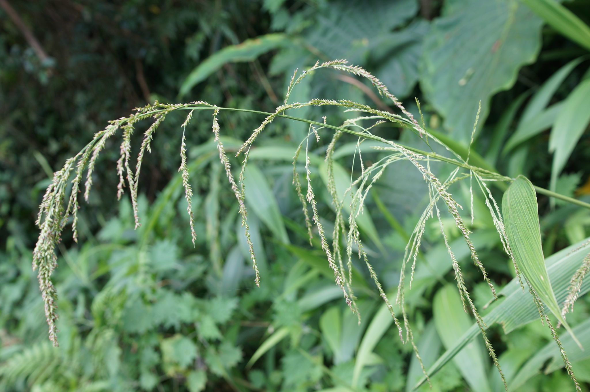 Setaria palmifolia - KnowYourWeeds