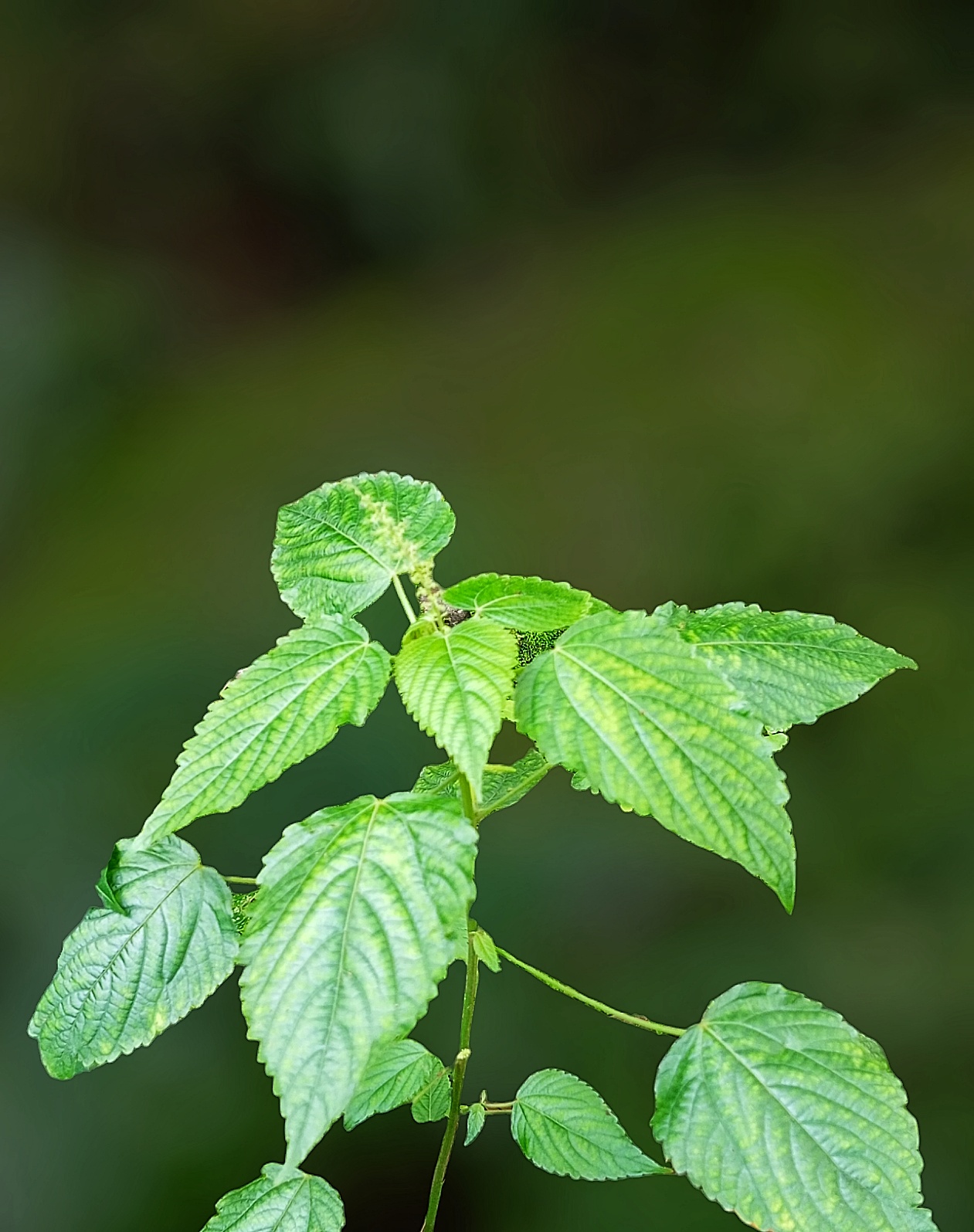 Acalypha paniculata - KnowYourWeeds