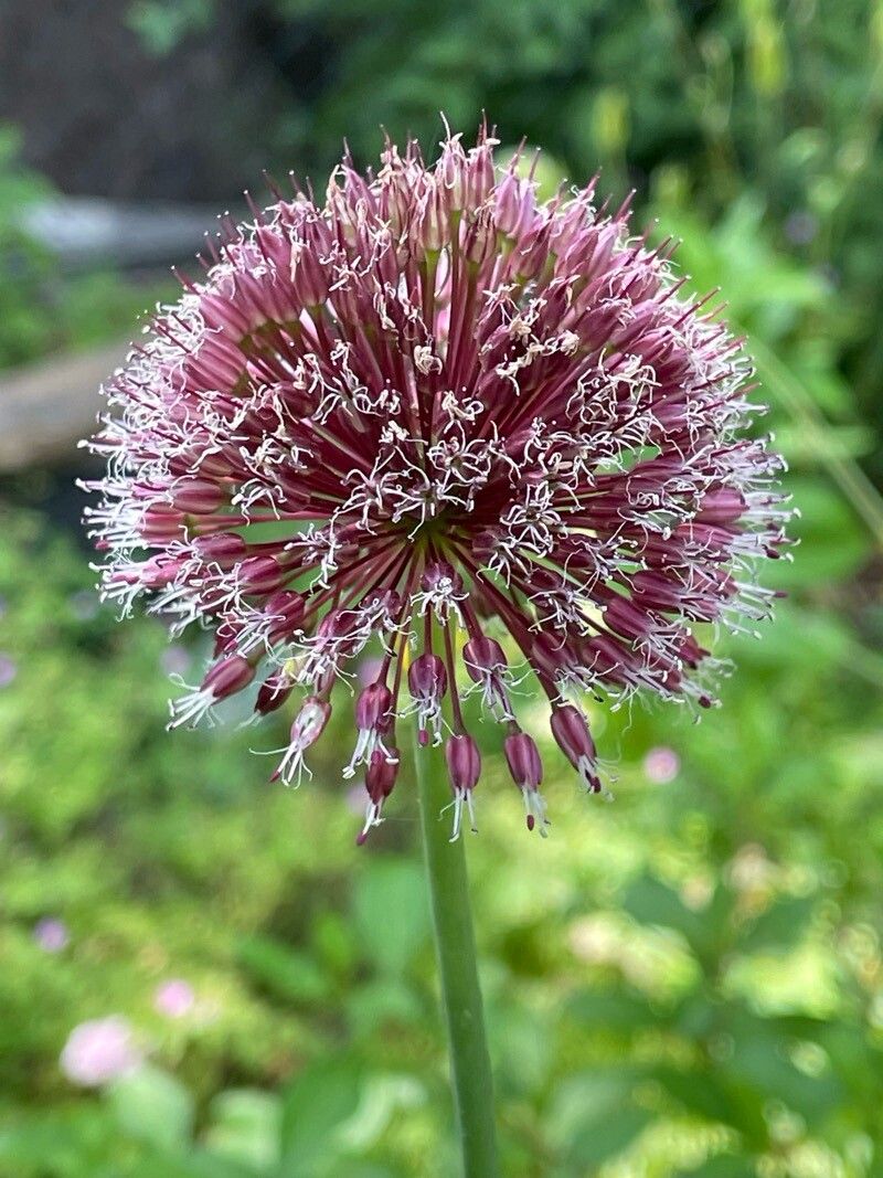 Allium atroviolaceum - KnowYourWeeds