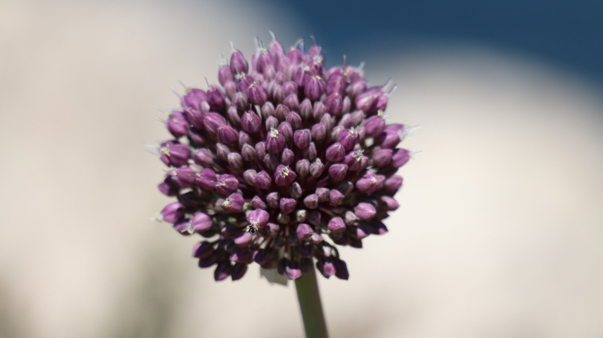 Allium atroviolaceum - KnowYourWeeds