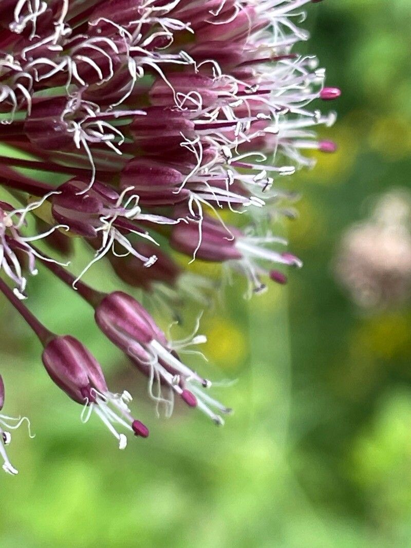 Allium atroviolaceum - KnowYourWeeds