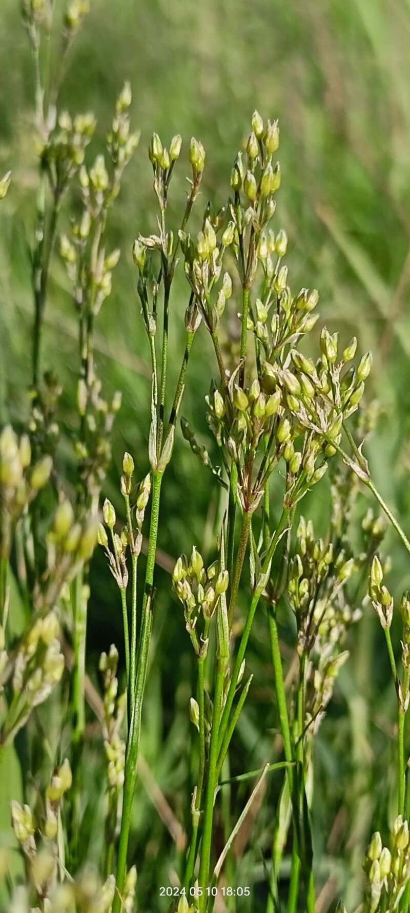 Eremogone longifolia - KnowYourWeeds