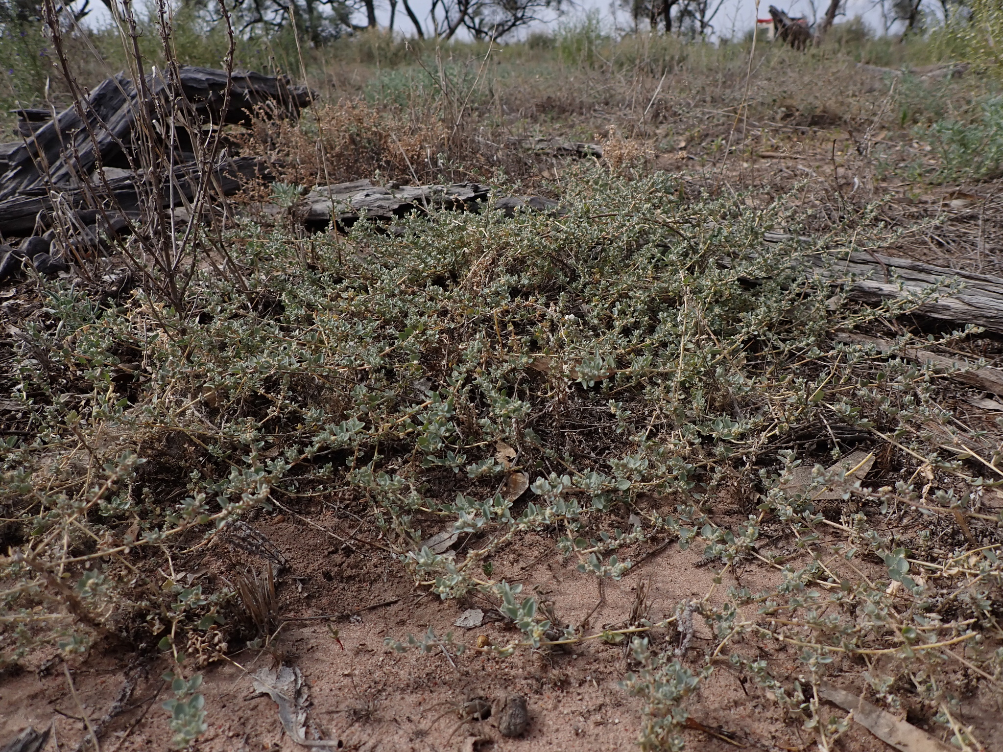 Atriplex pumilio - KnowYourWeeds