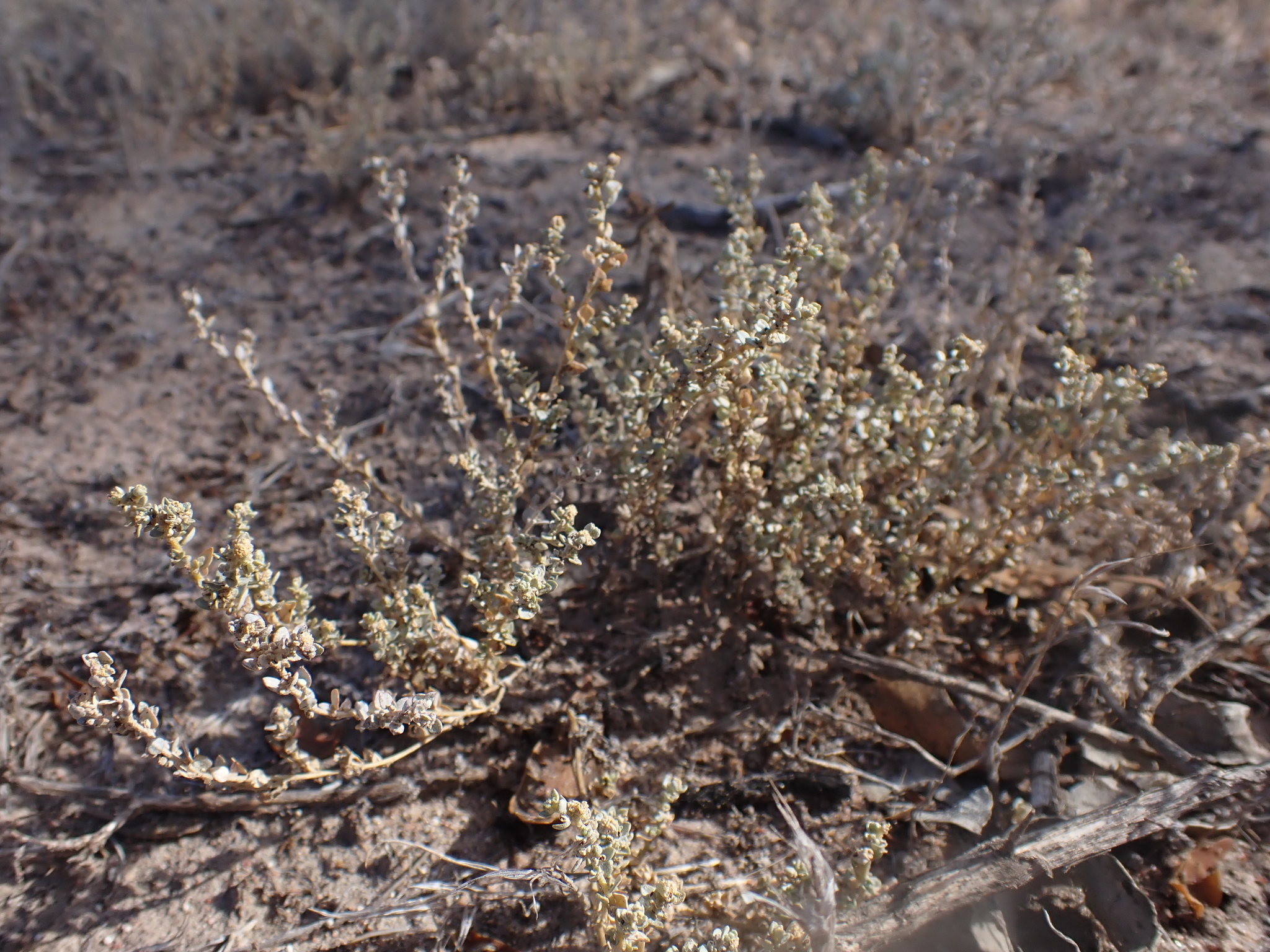 Atriplex pumilio - KnowYourWeeds