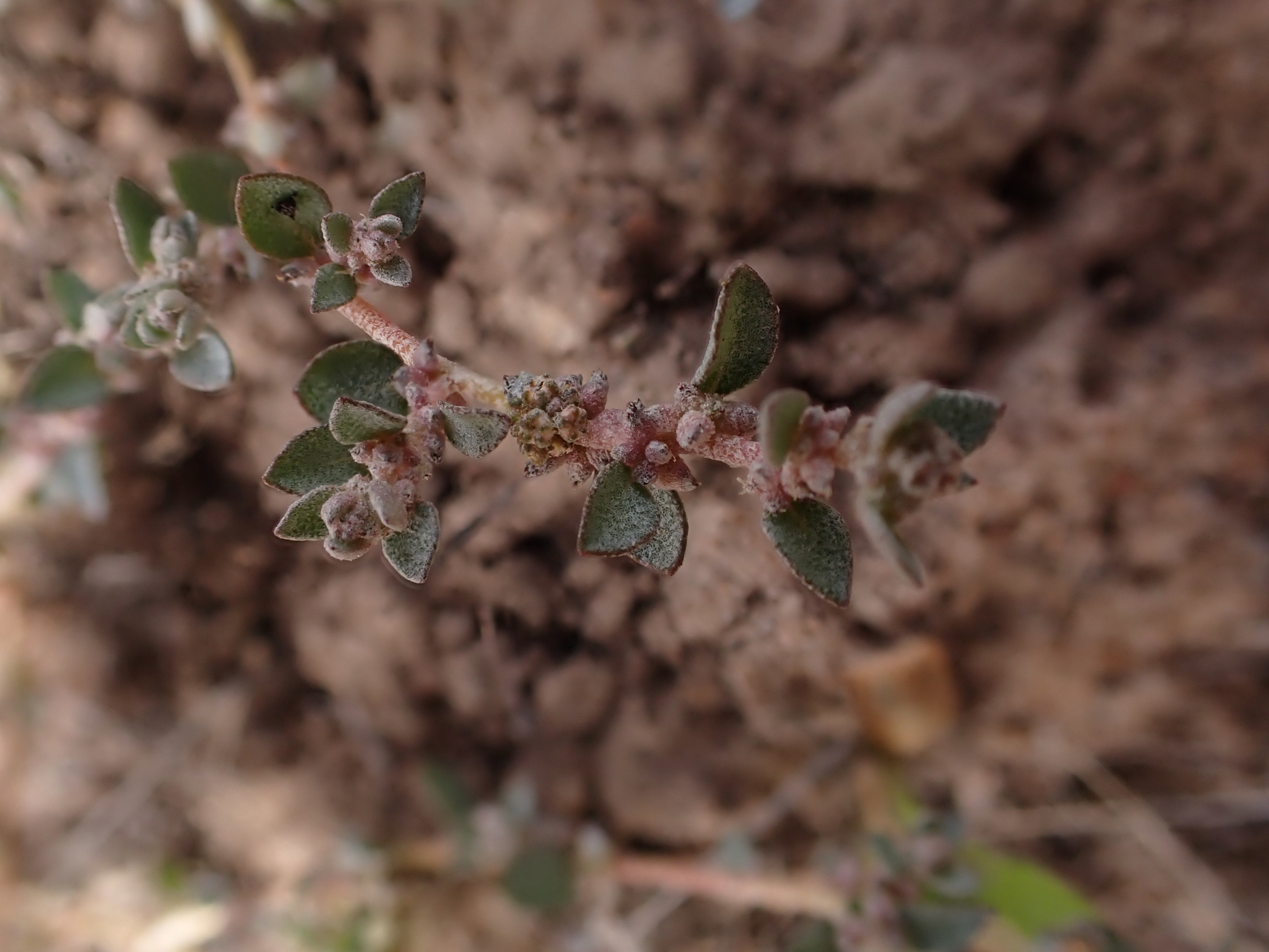 Atriplex pumilio - KnowYourWeeds