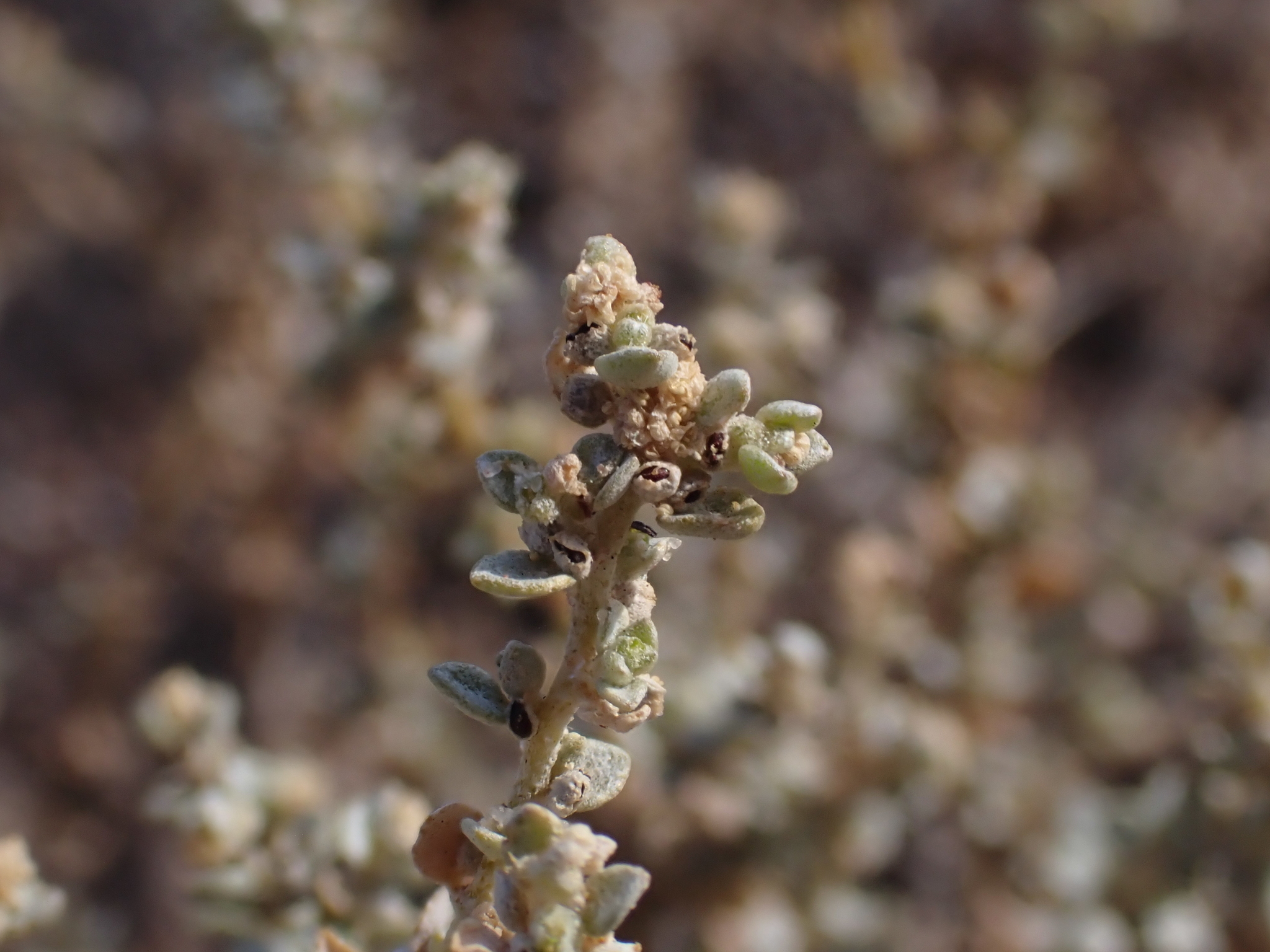 Atriplex pumilio - KnowYourWeeds
