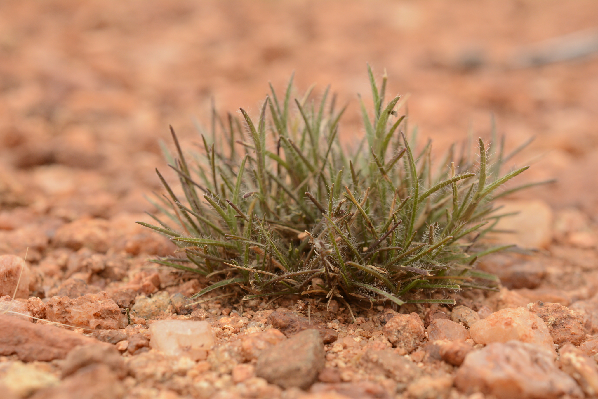 Oropetium thomaeum - KnowYourWeeds