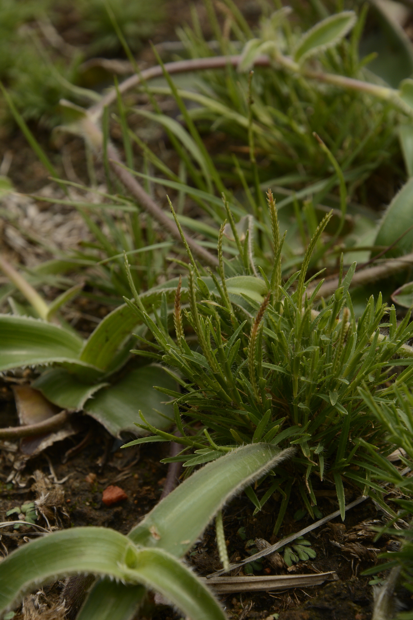 Oropetium thomaeum - KnowYourWeeds