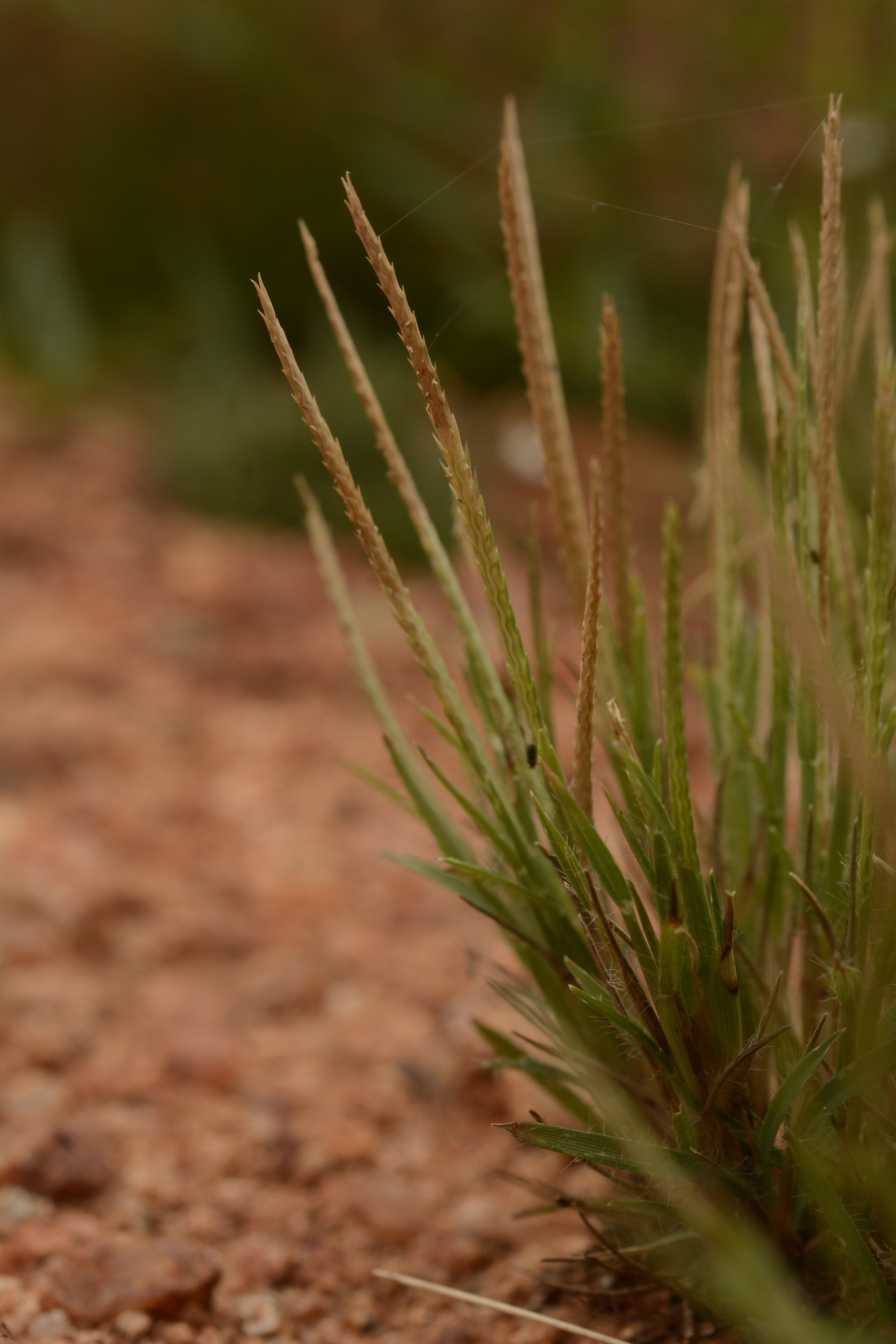 Oropetium thomaeum - KnowYourWeeds
