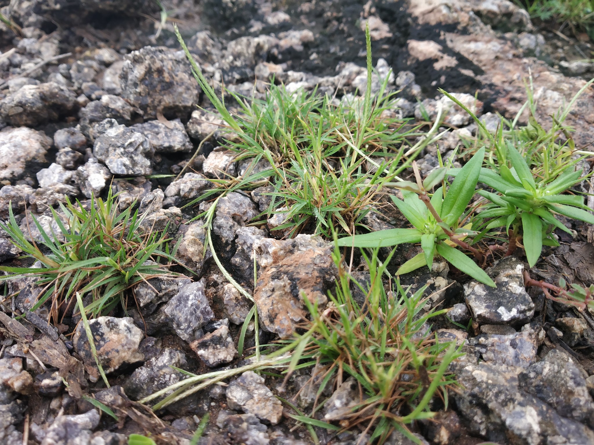 Oropetium thomaeum - KnowYourWeeds